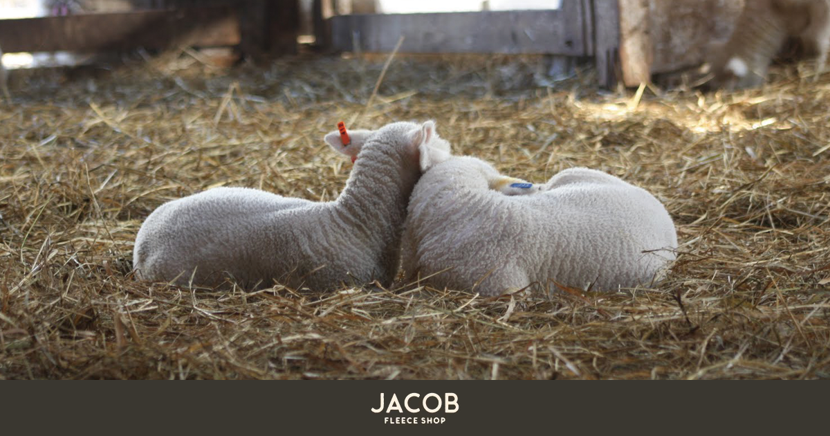 JACOB FLEECE SHOP