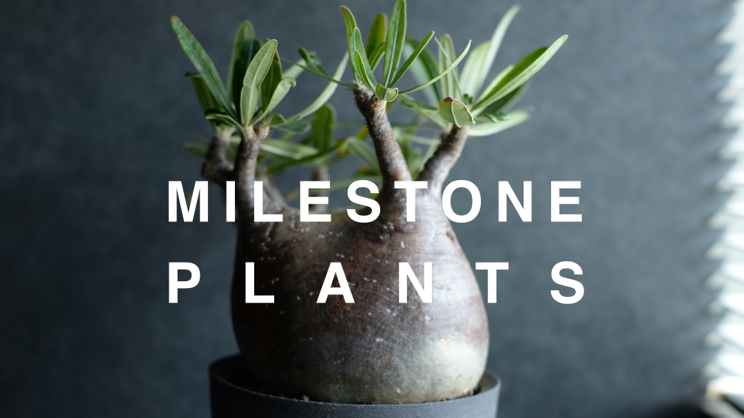 milestone plants