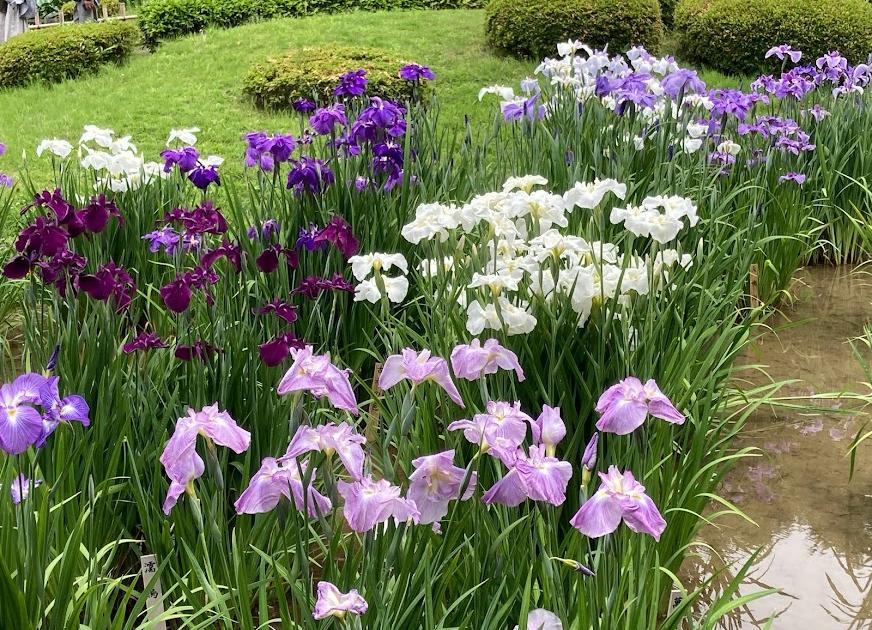 Deer Iris Life is so Beautiful