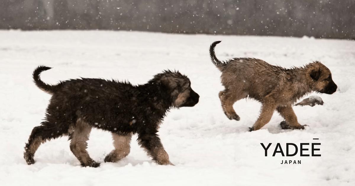 YADEE